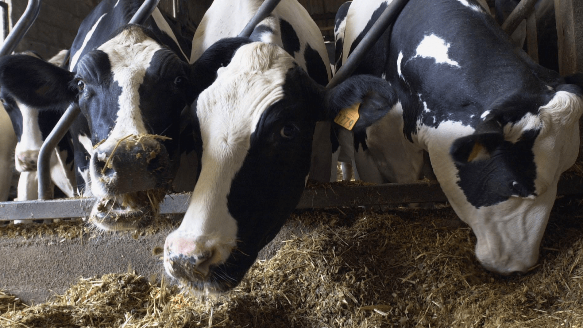 Maladie Vache Folle Symptome