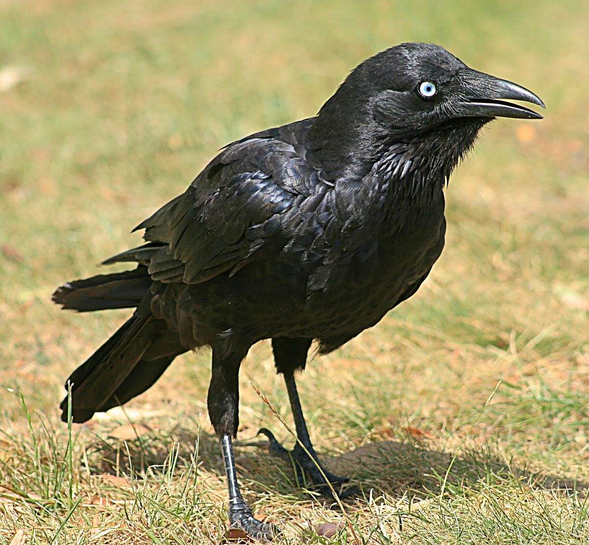 Le Bébé Du Corbeau
