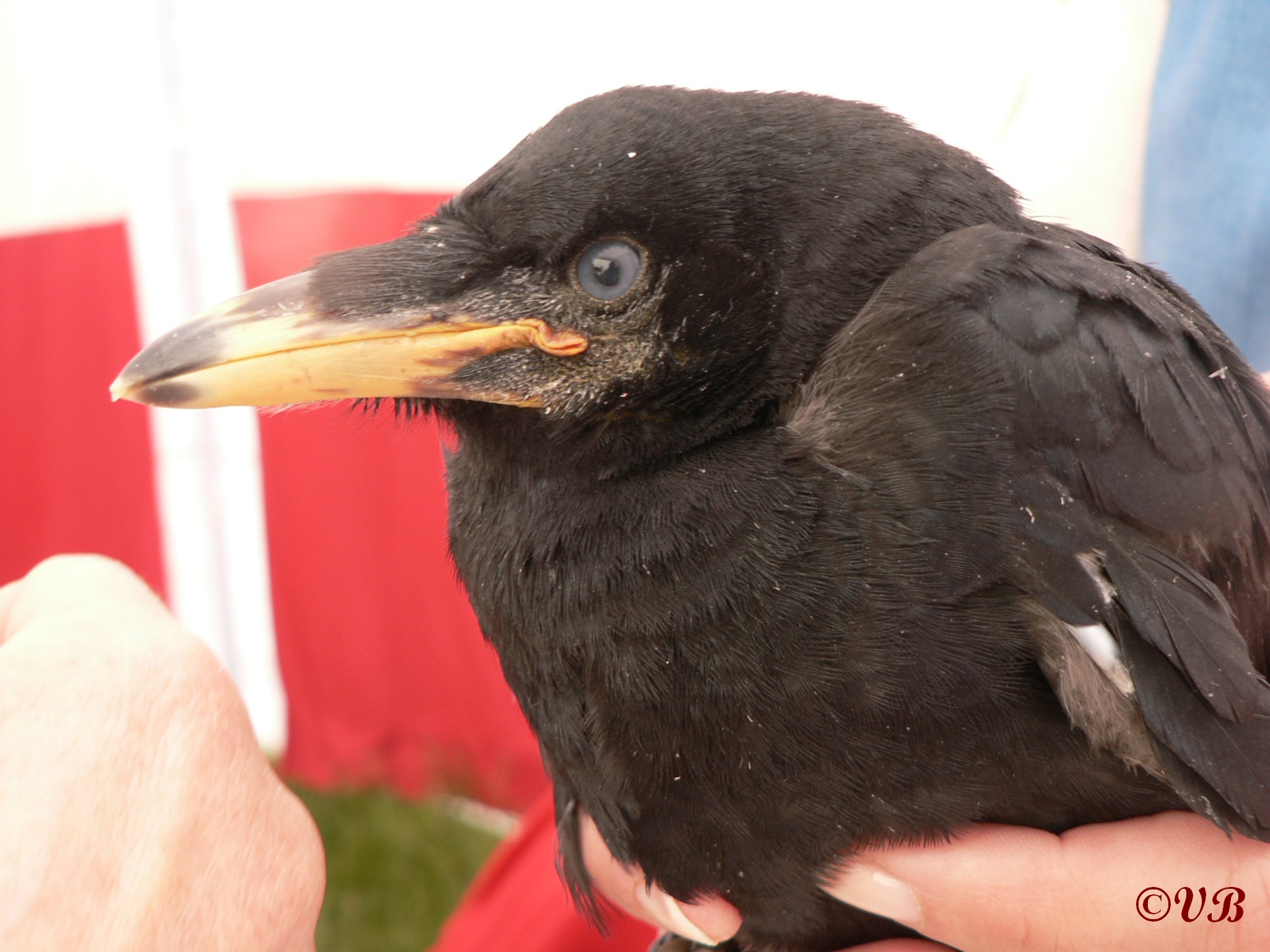 Le Bébé Du Corbeau