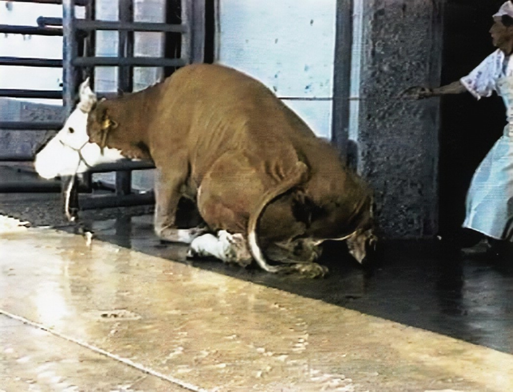 Maladie De La Vache Folle Symptome