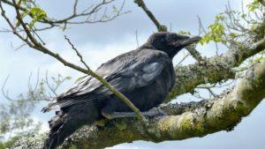 Le Bébé Du Corbeau