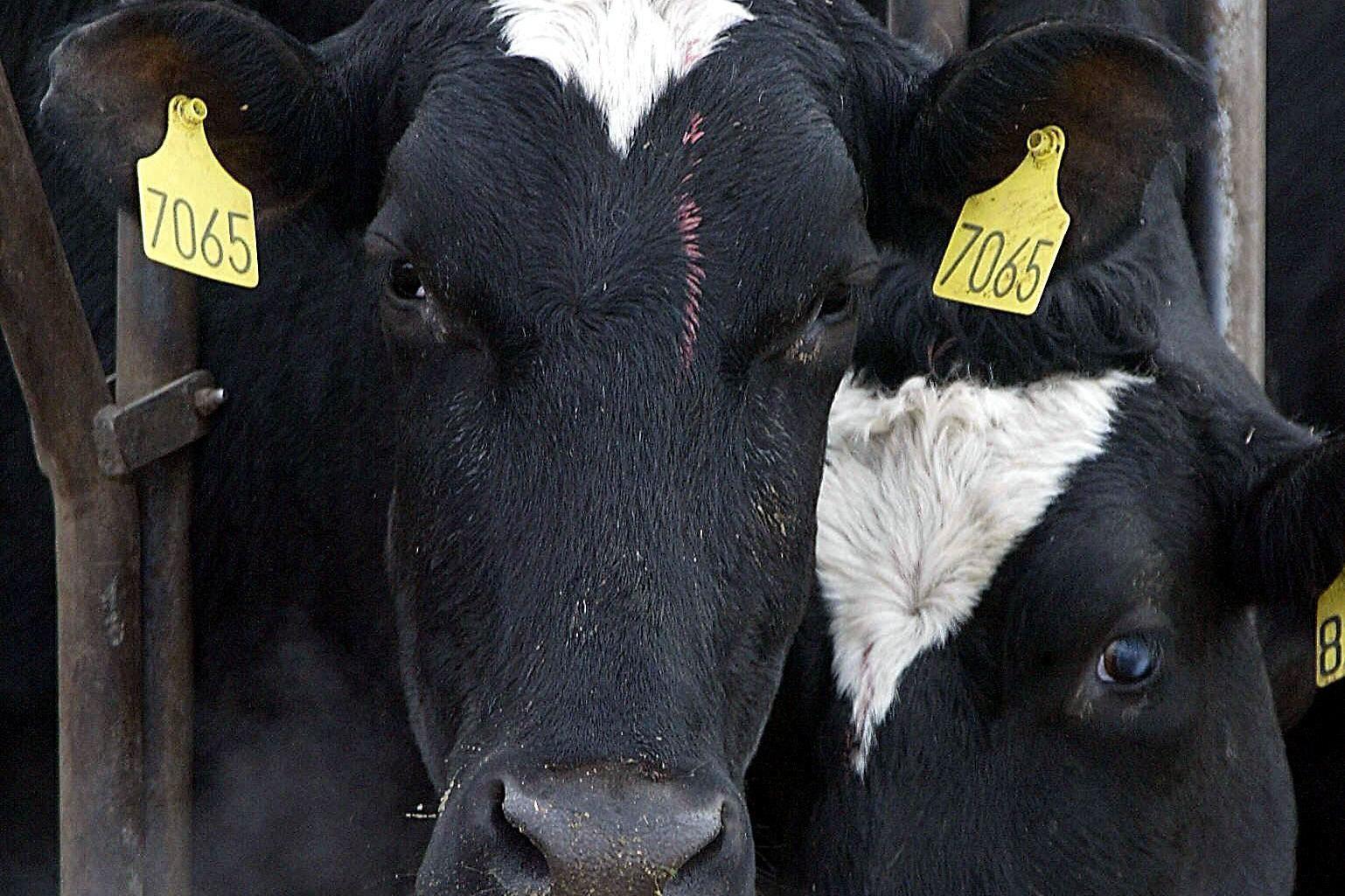 Vache Folle Maladie