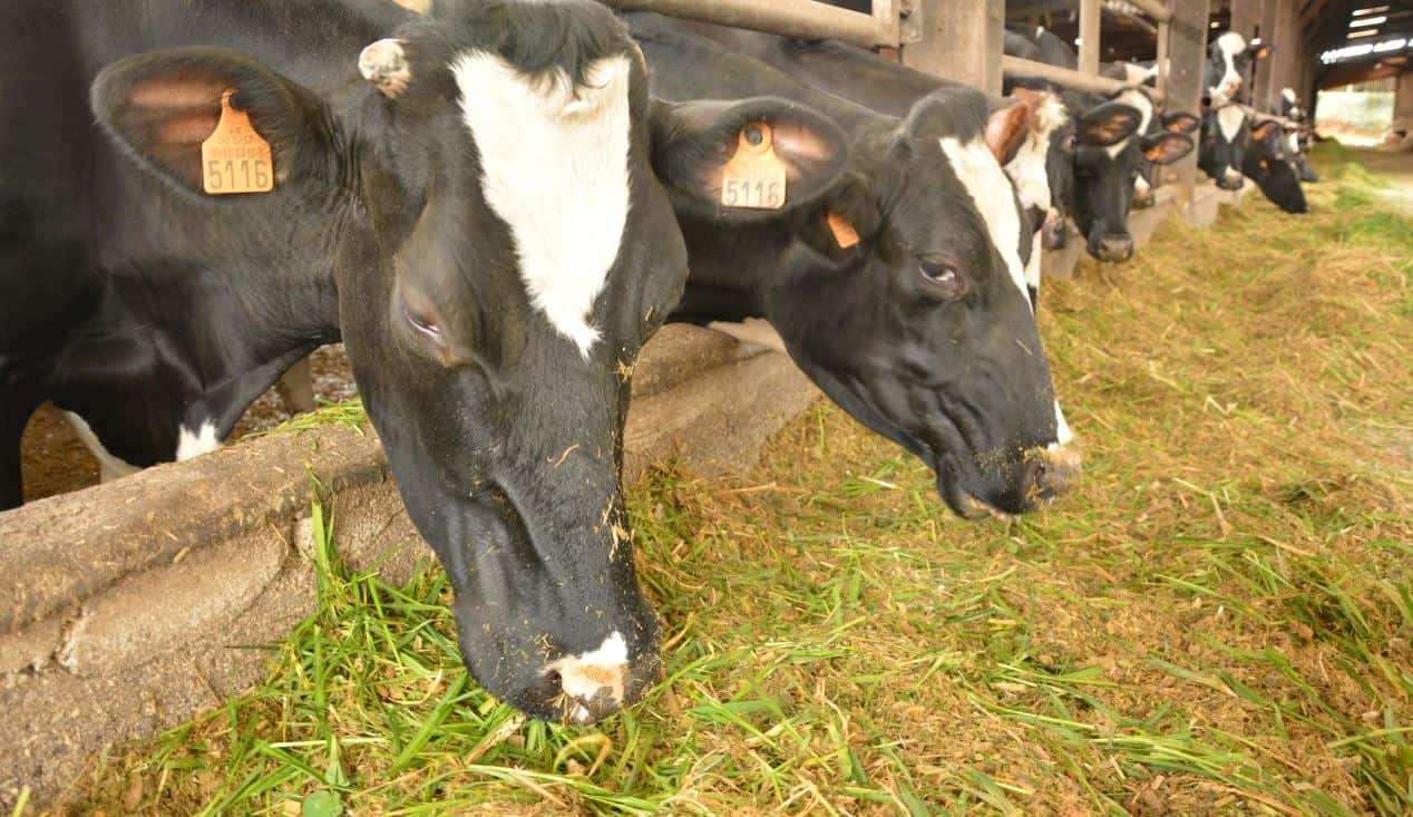 Vache Folle Maladie